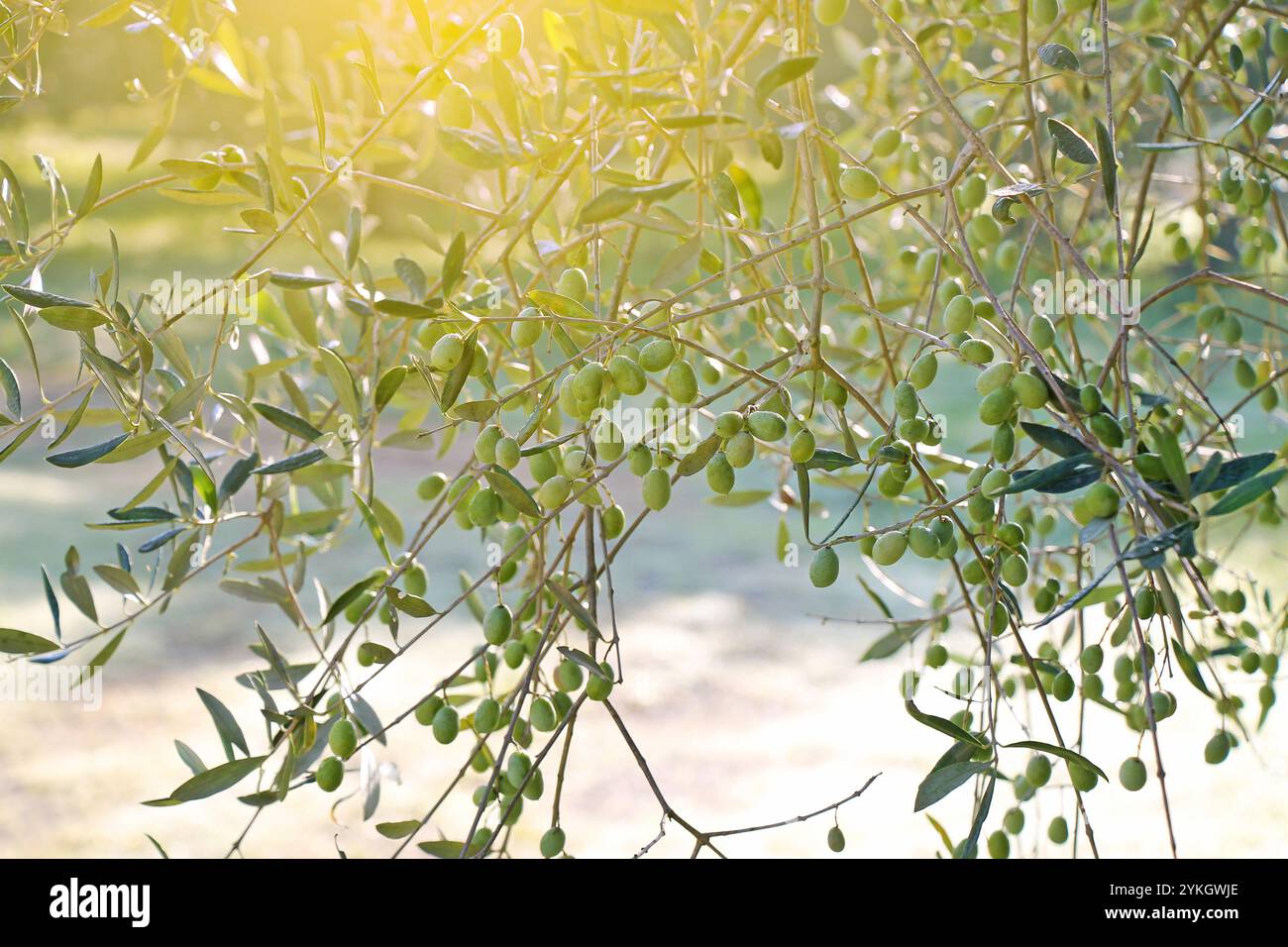 Olive tree branches with green olives growing in the garden Stock Photo ...