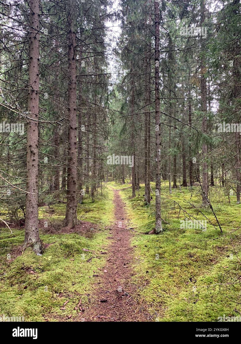 Norwegian forest path Stock Photo - Alamy