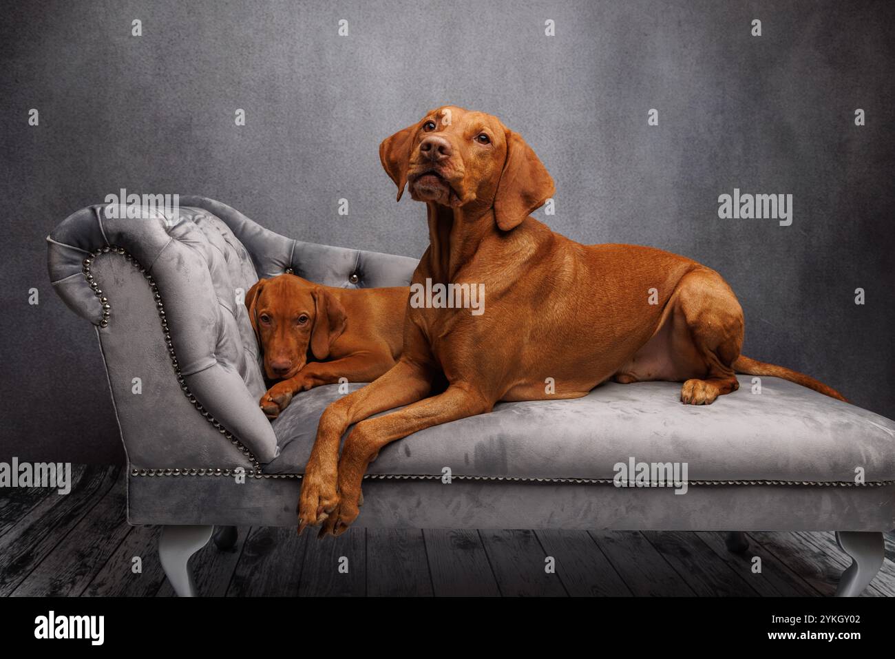 Russet gold Hungarian vizsla puppy dog on grey chaise lounge in studio ...