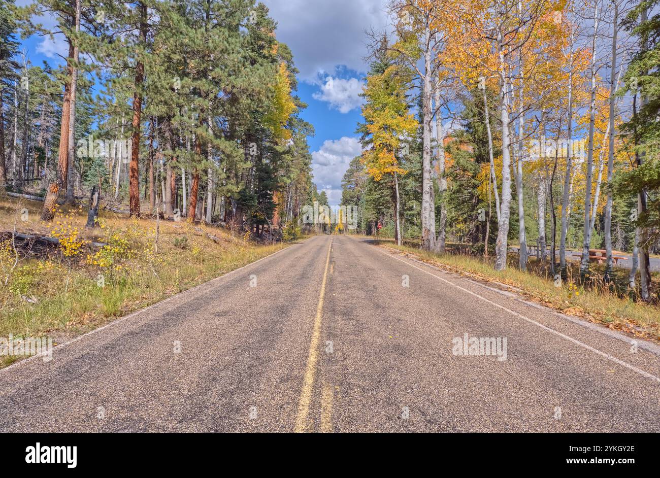 Deciduous trees with yellow fall colors mixed with the green Pine Trees ...