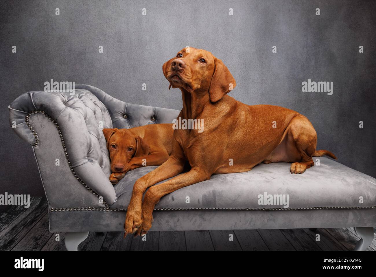 Russet gold Hungarian vizsla puppy dog on grey chaise lounge in studio ...