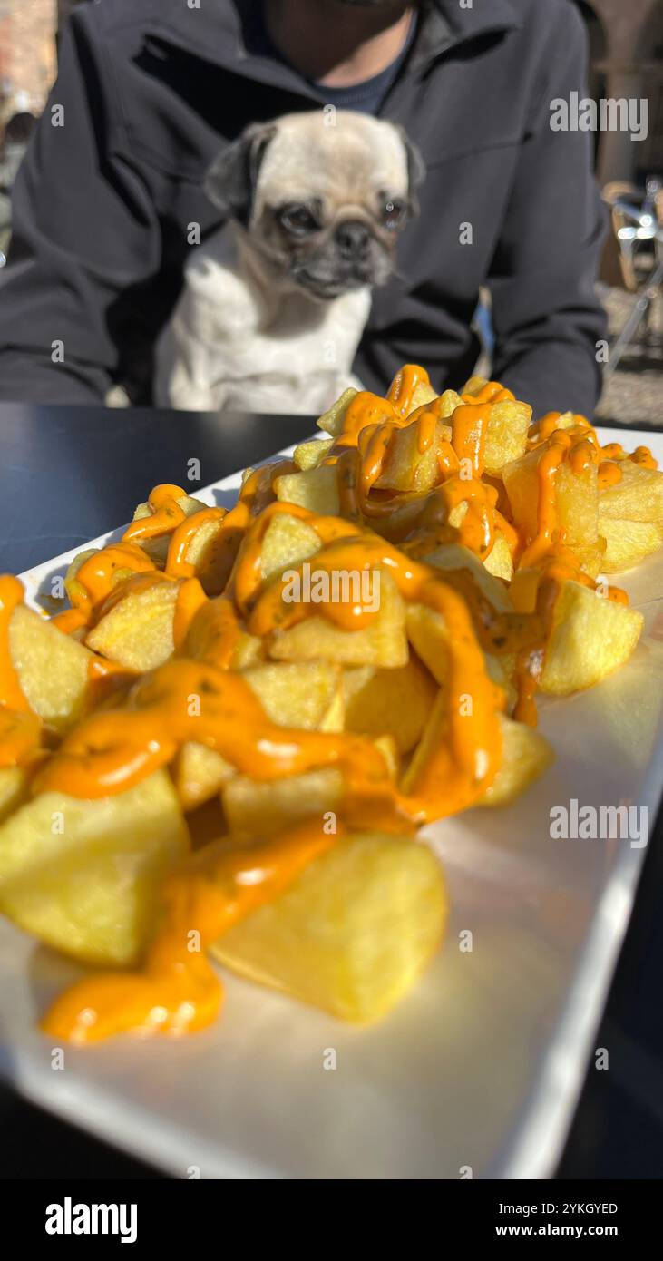Dog staring at food hi-res stock photography and images - Alamy