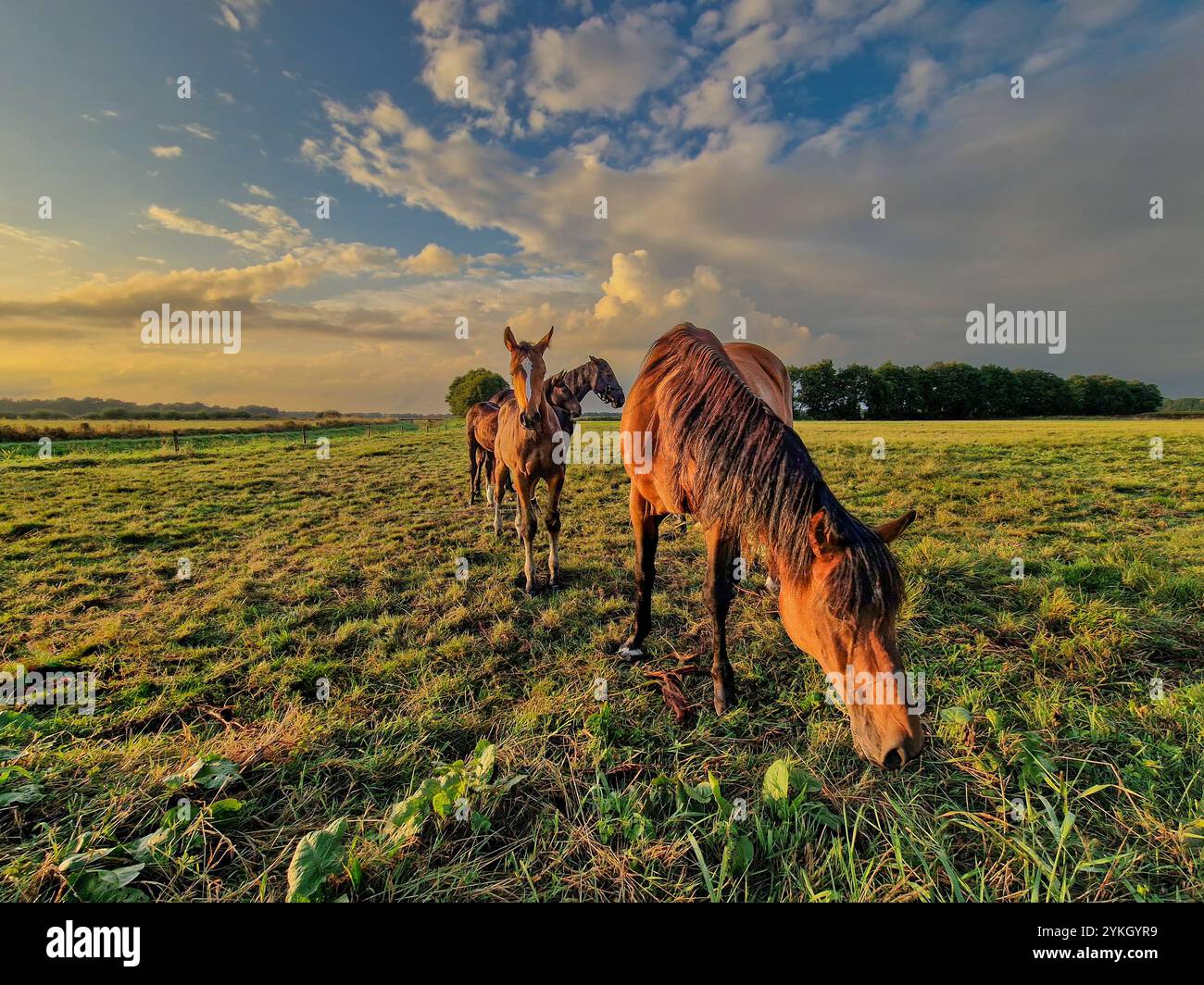 Environment drenthe hi-res stock photography and images - Alamy
