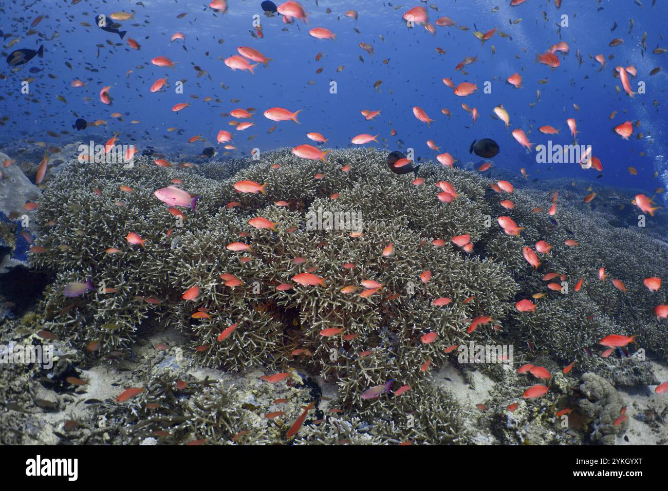 Coral reef plenty fish hi-res stock photography and images - Alamy