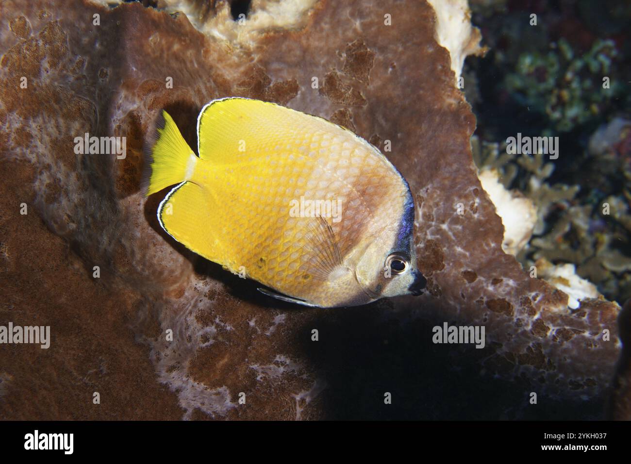Yellow butterflyfish, Sunburst Butterflyfish (Chaetodon kleinii ...