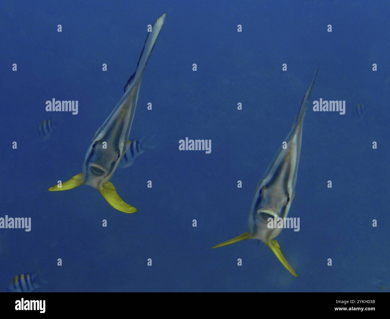 Roundface batfishes hi-res stock photography and images - Alamy