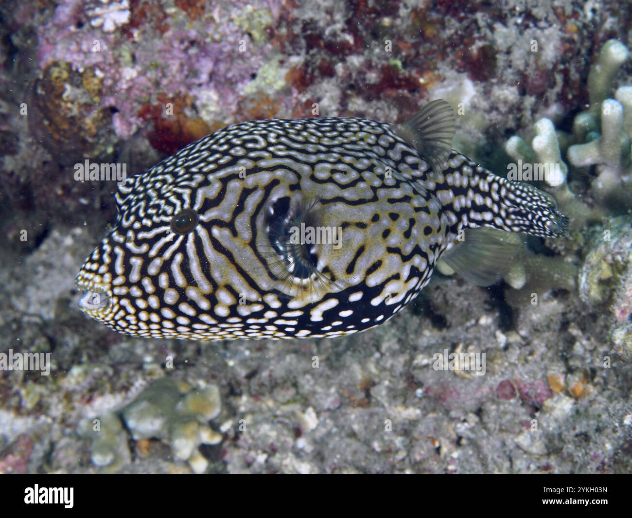 A fish with a complex pattern, map pufferfish (Arothron mappa ...