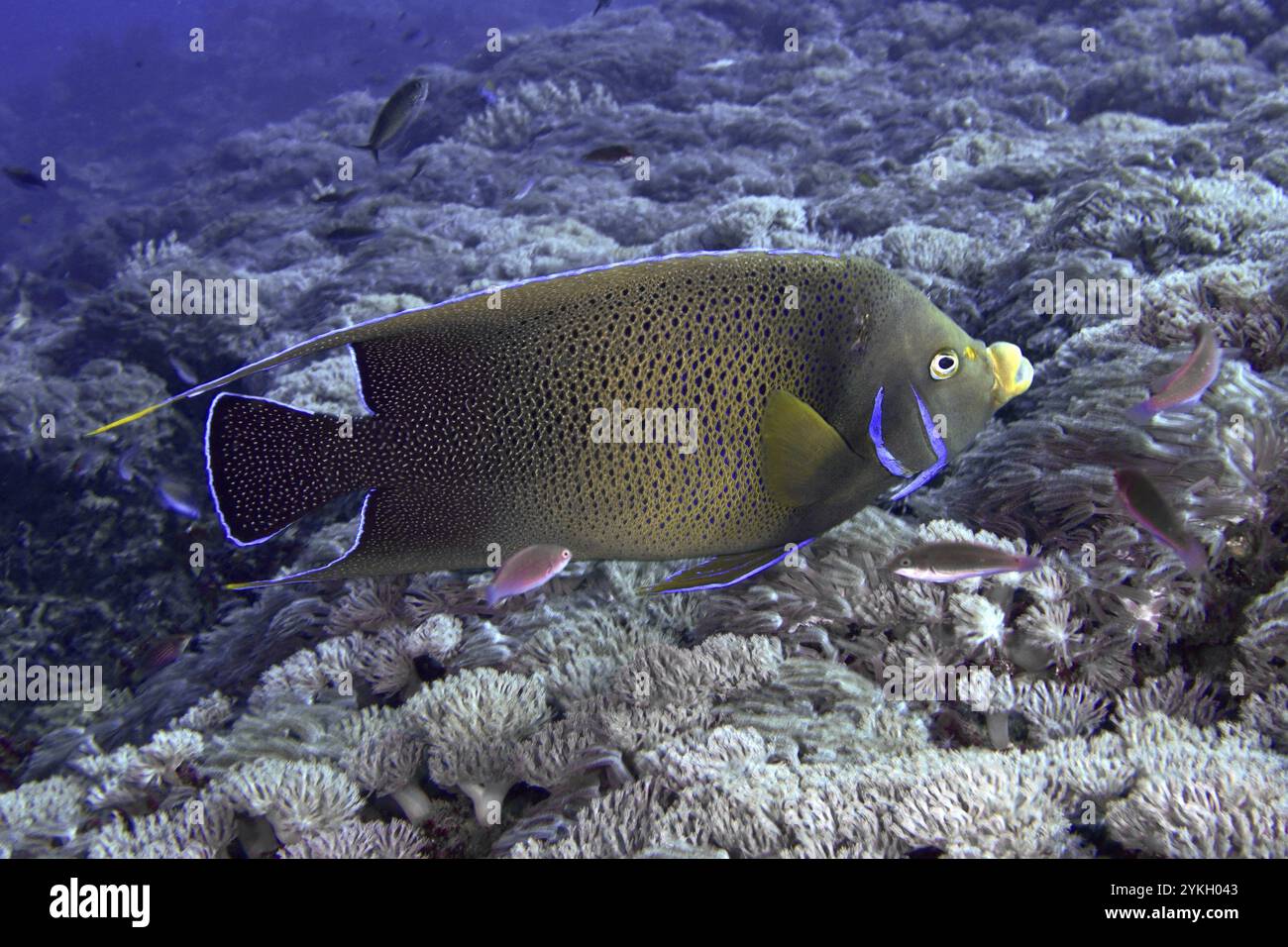 Big angelfish, Koran angelfish (Pomacanthus semicirculatus), swimming ...