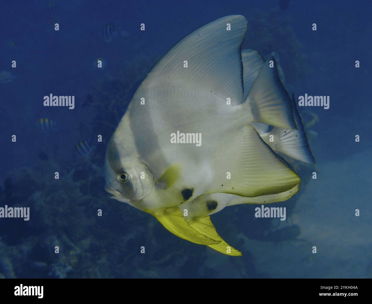 Teira spadefishes hi-res stock photography and images - Alamy