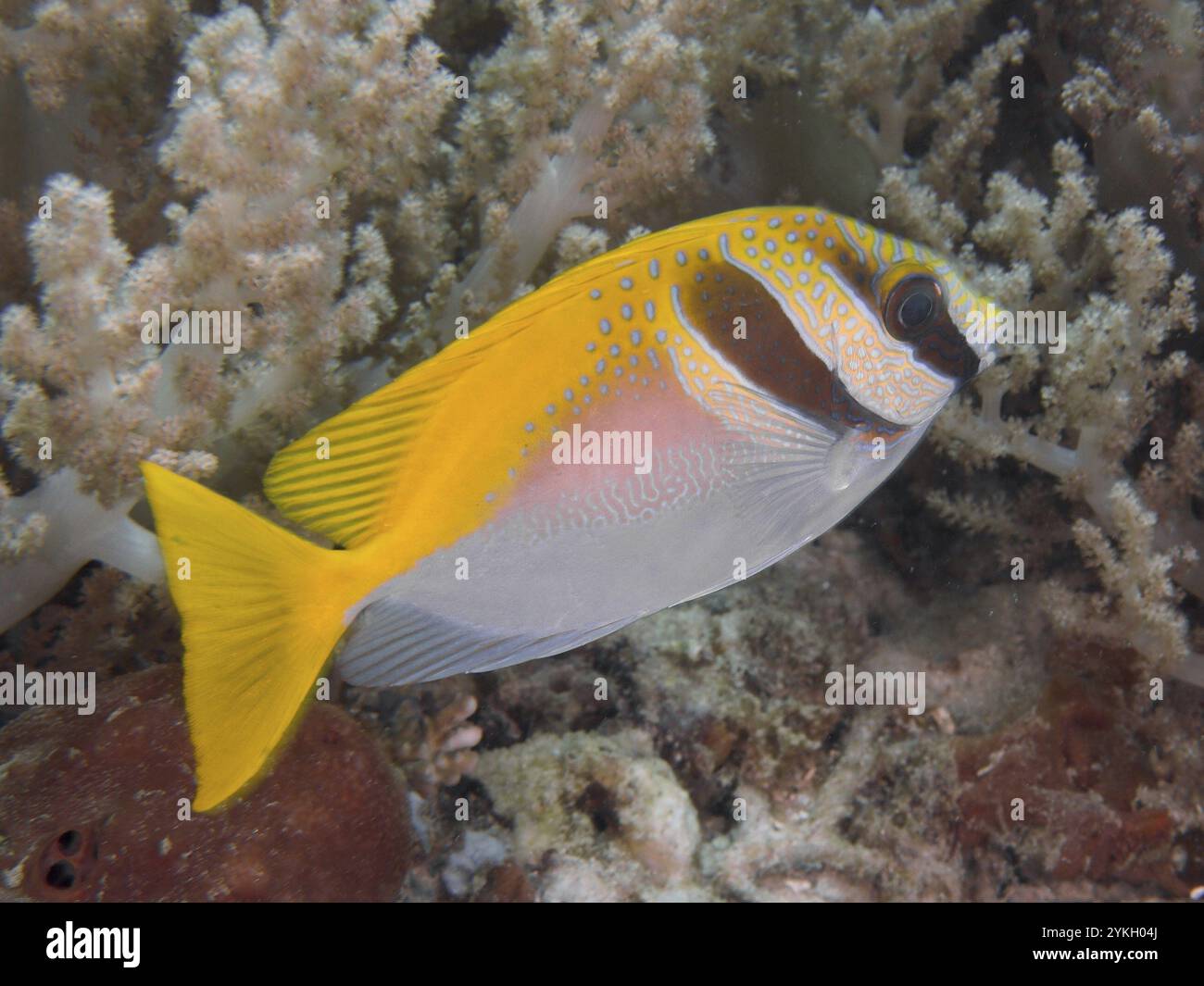 Headband rabbitfish hi-res stock photography and images - Alamy