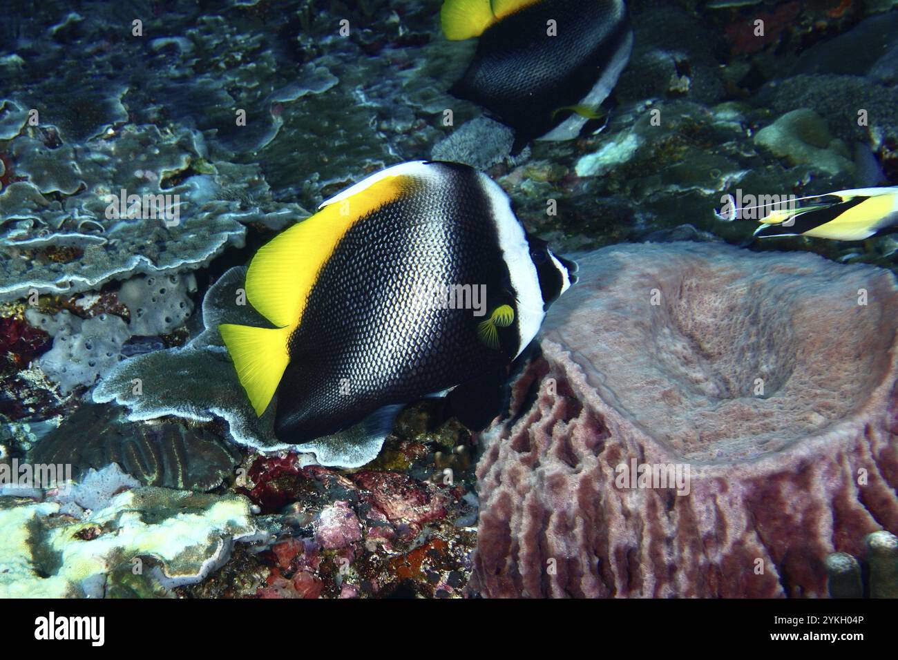 Yellow and black fish, Malayan Horned bannerfish (Heniochus singularius ...