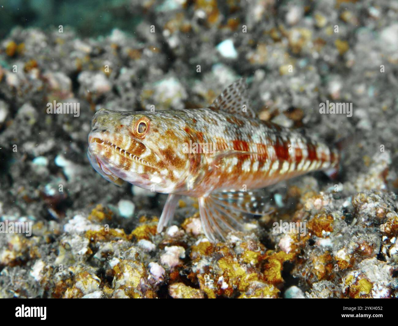 Synodus rubromarmoratus hi-res stock photography and images - Alamy