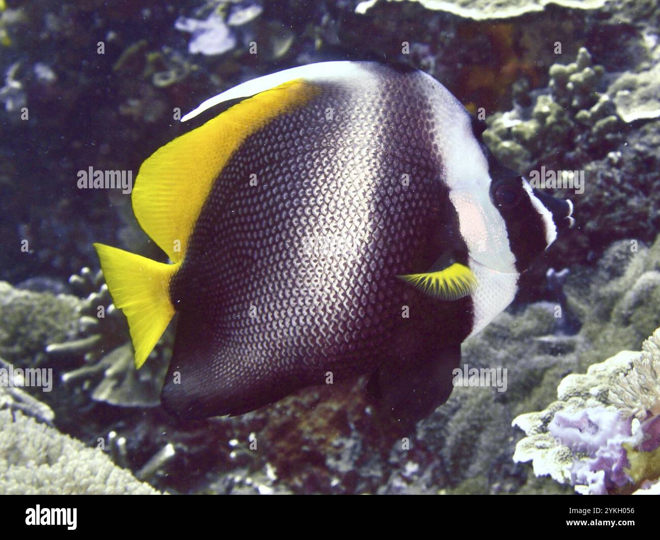 Yellow and white fish with striking pattern, Malayan bannerfish ...