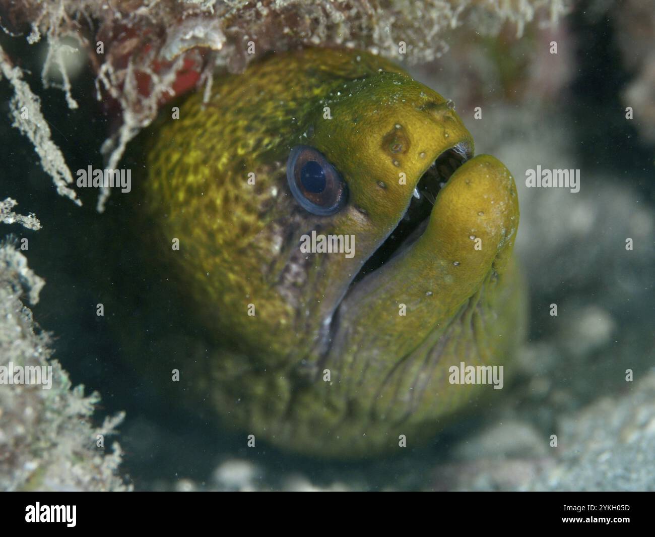 Green moray, marbled moray eel (Gymnothorax undulatus), looking out of ...