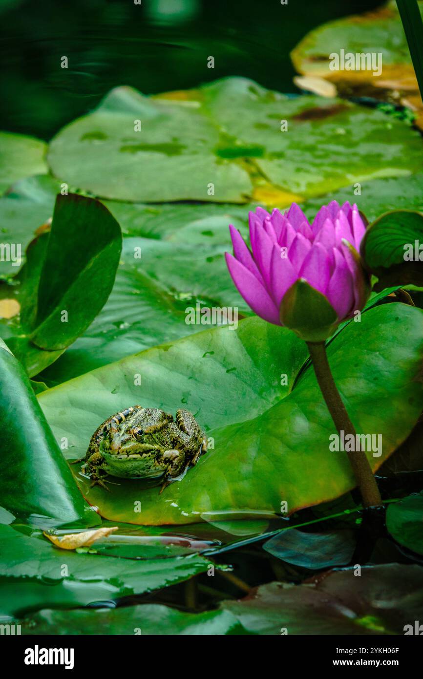 Colorful frog on lily pad hi-res stock photography and images - Alamy