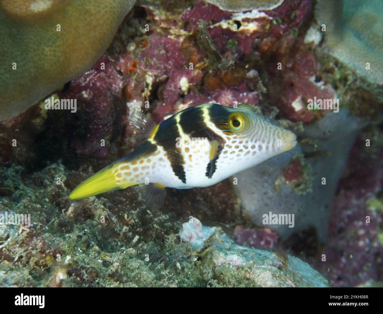 Small, patterned fish, mimicry filefish (Paraluteres prionurus ...