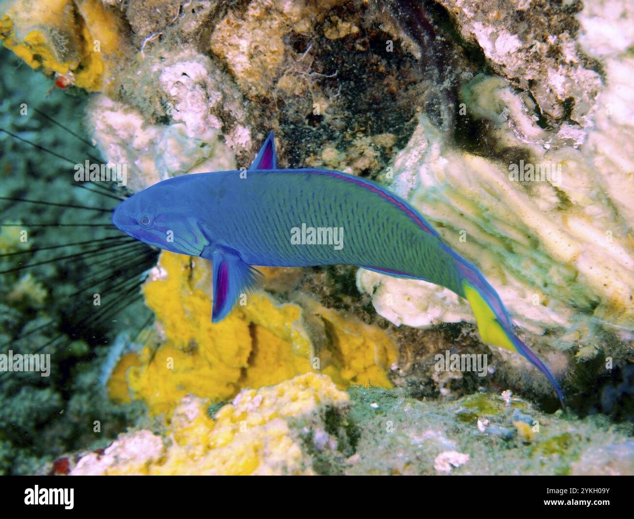 A brightly coloured fish, the crescent moon pupfish (Thalassoma lunare ...