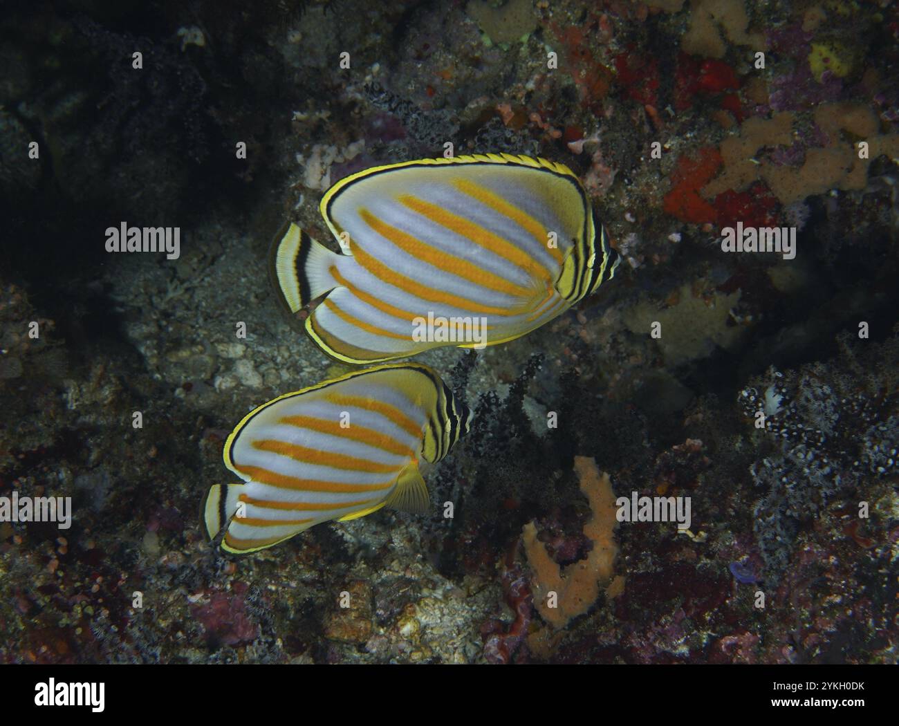 Two striped fish, Orange Banded butterflyfish (Chaetodon ornatissimus ...
