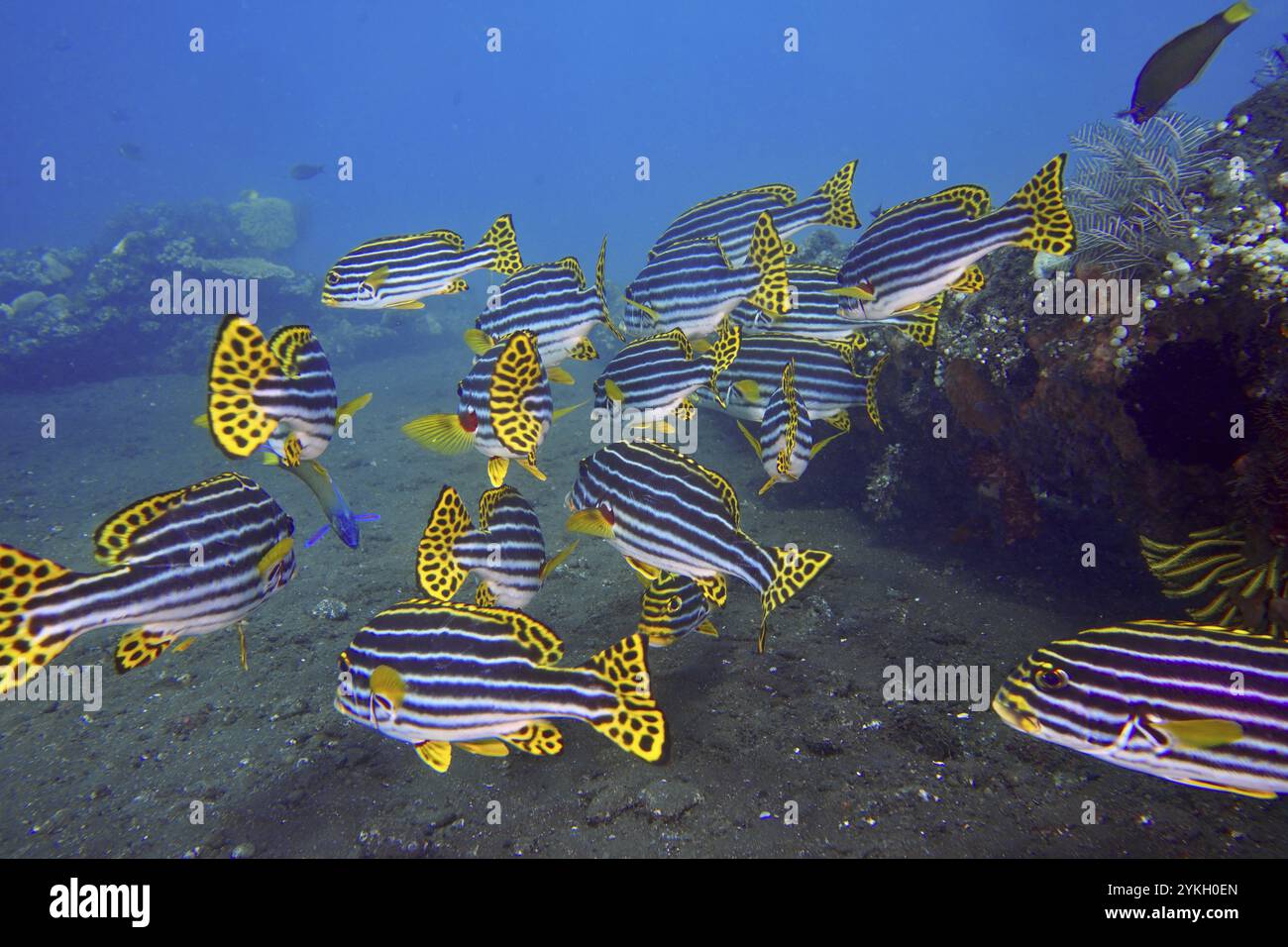 Underwater group striped fish in hi-res stock photography and images ...