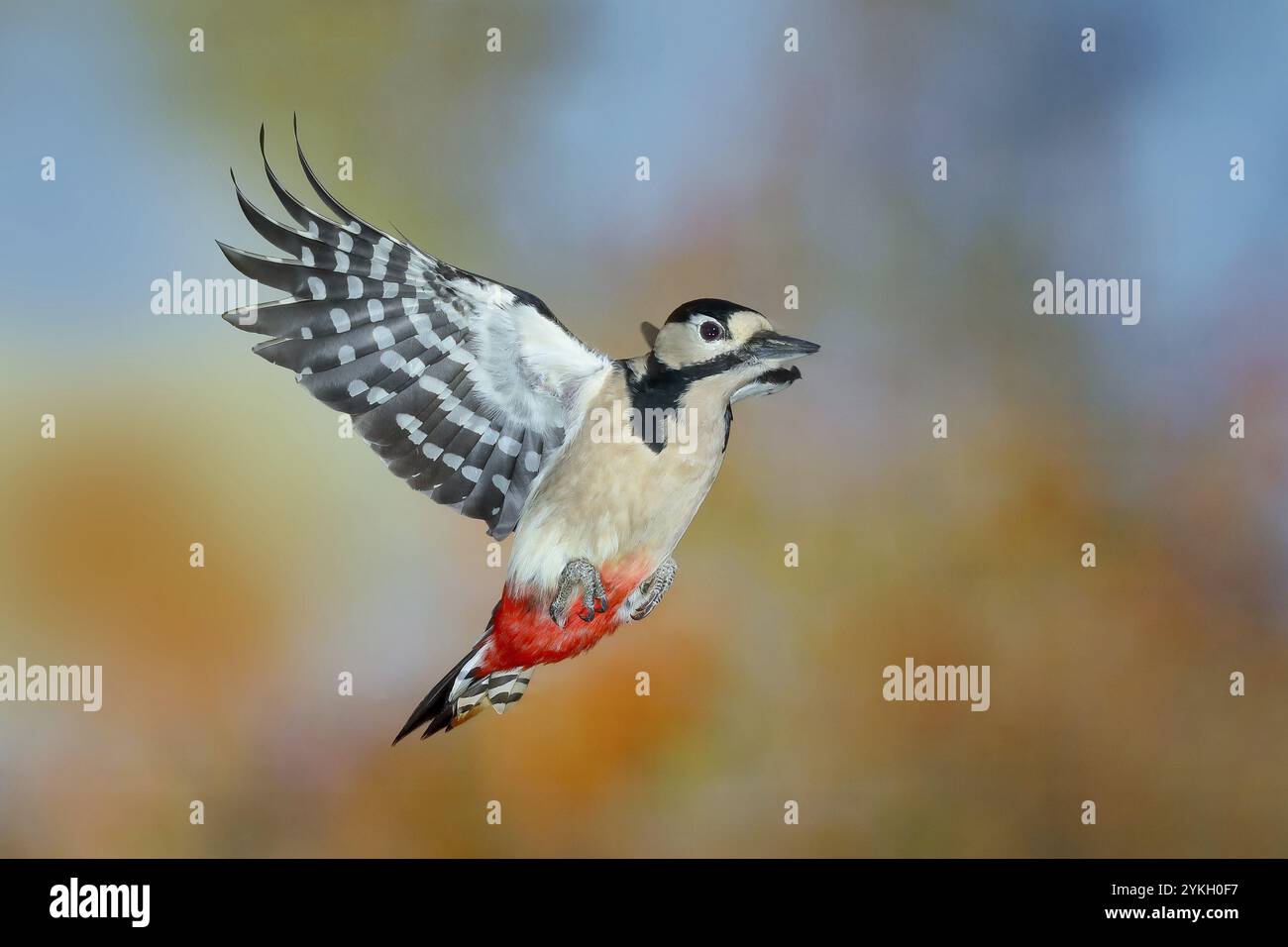 Great spotted woodpecker (Dendrocopus major), in flight, wildlife ...