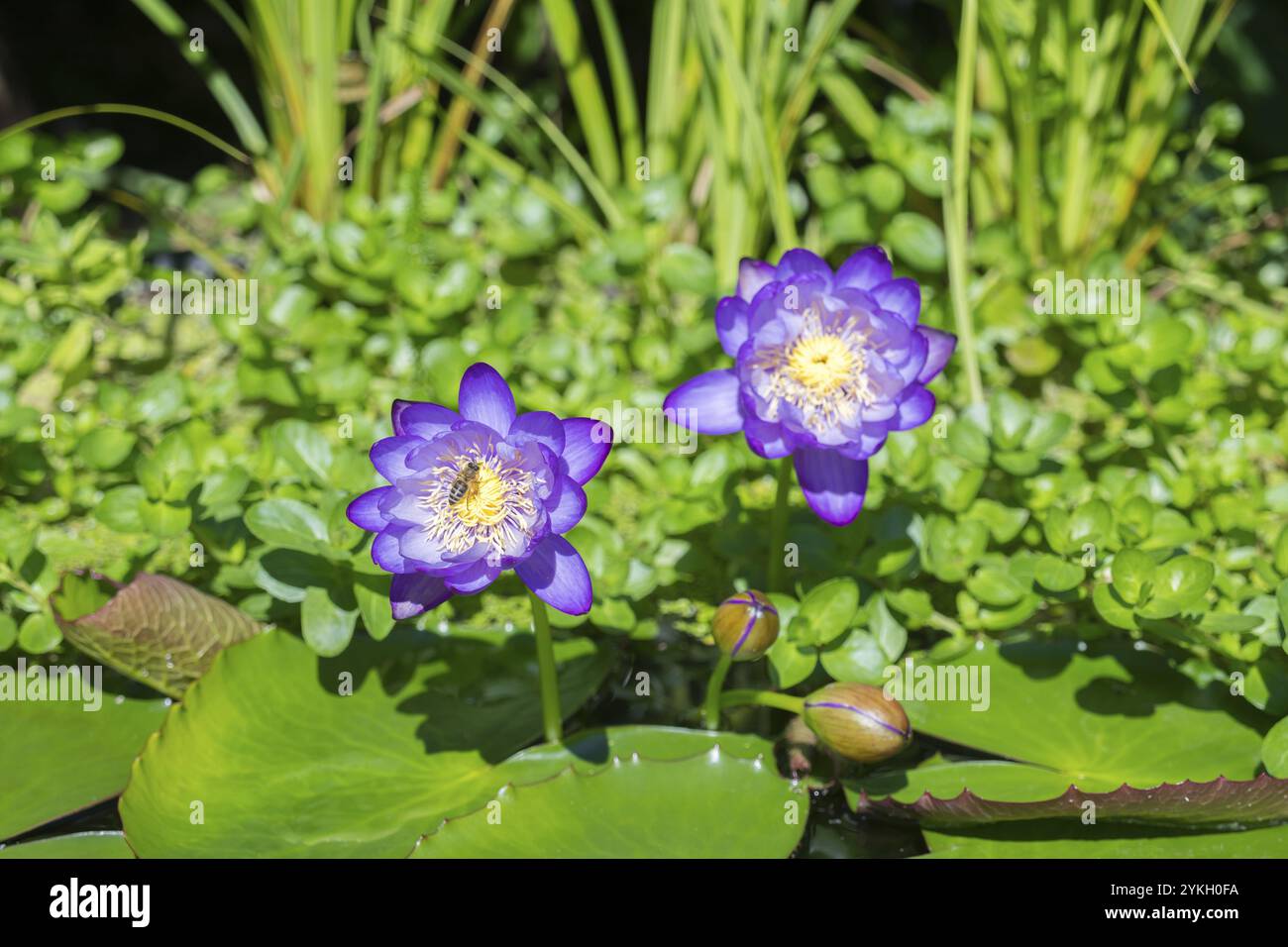 Blue-purple coloured tropical water lilies in a garden pond, Gigantea ...