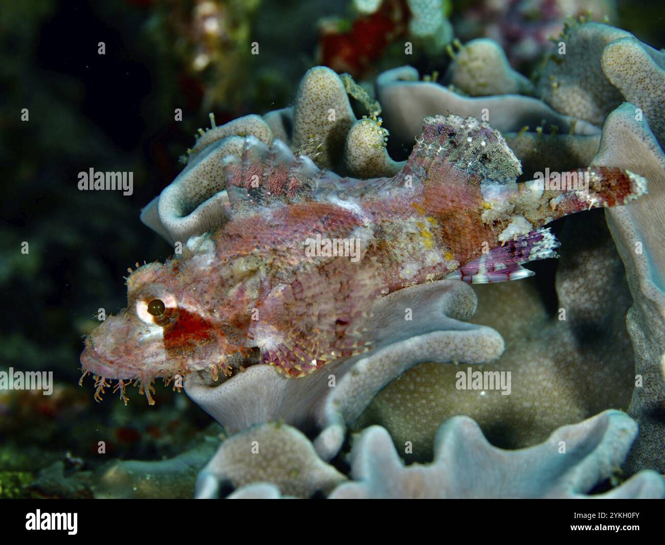 Pink scorpion fish reef hi-res stock photography and images - Alamy