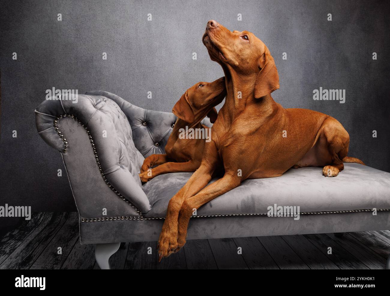 Russet gold Hungarian vizsla puppy dog on grey chaise lounge in studio ...