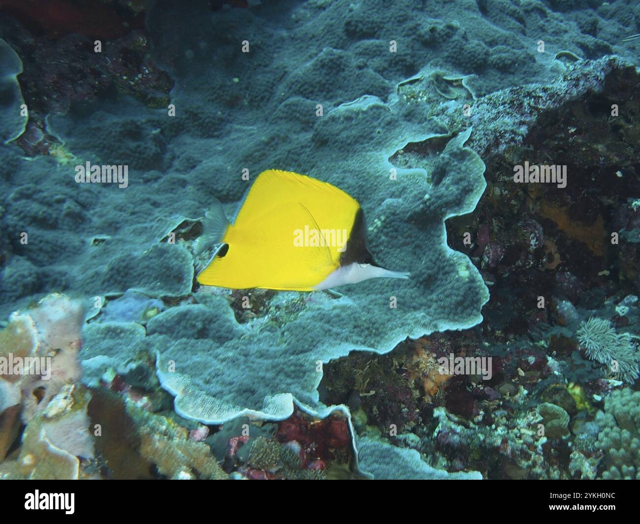 Bright yellow fish, longmouth tilefish (Forcipiger flavissimus ...