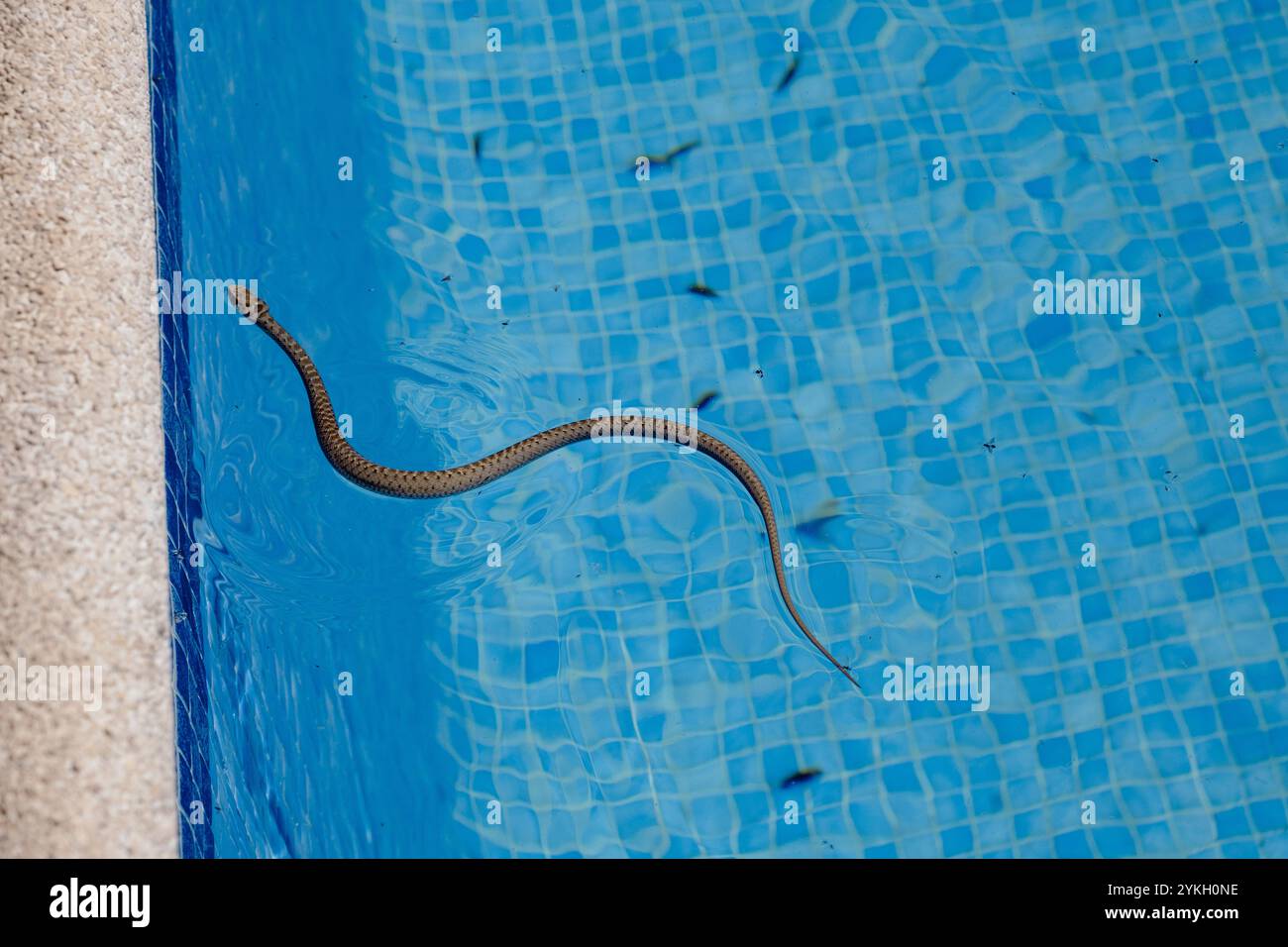Young newborn baby snake snake hi-res stock photography and images - Alamy