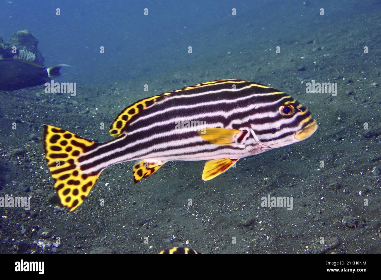 Close up oriental sweetlips hi-res stock photography and images - Alamy