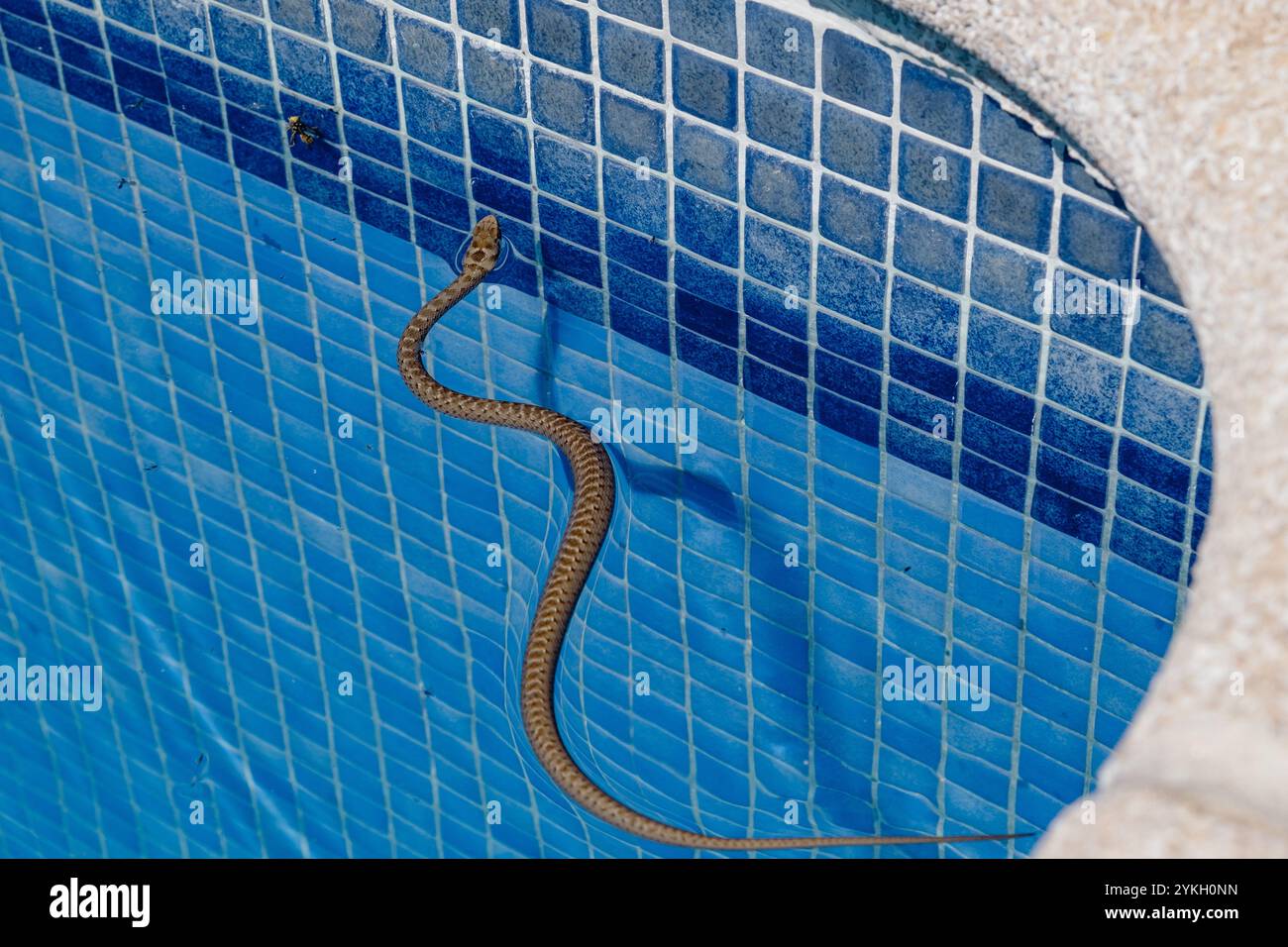 Small water snake hi-res stock photography and images - Alamy