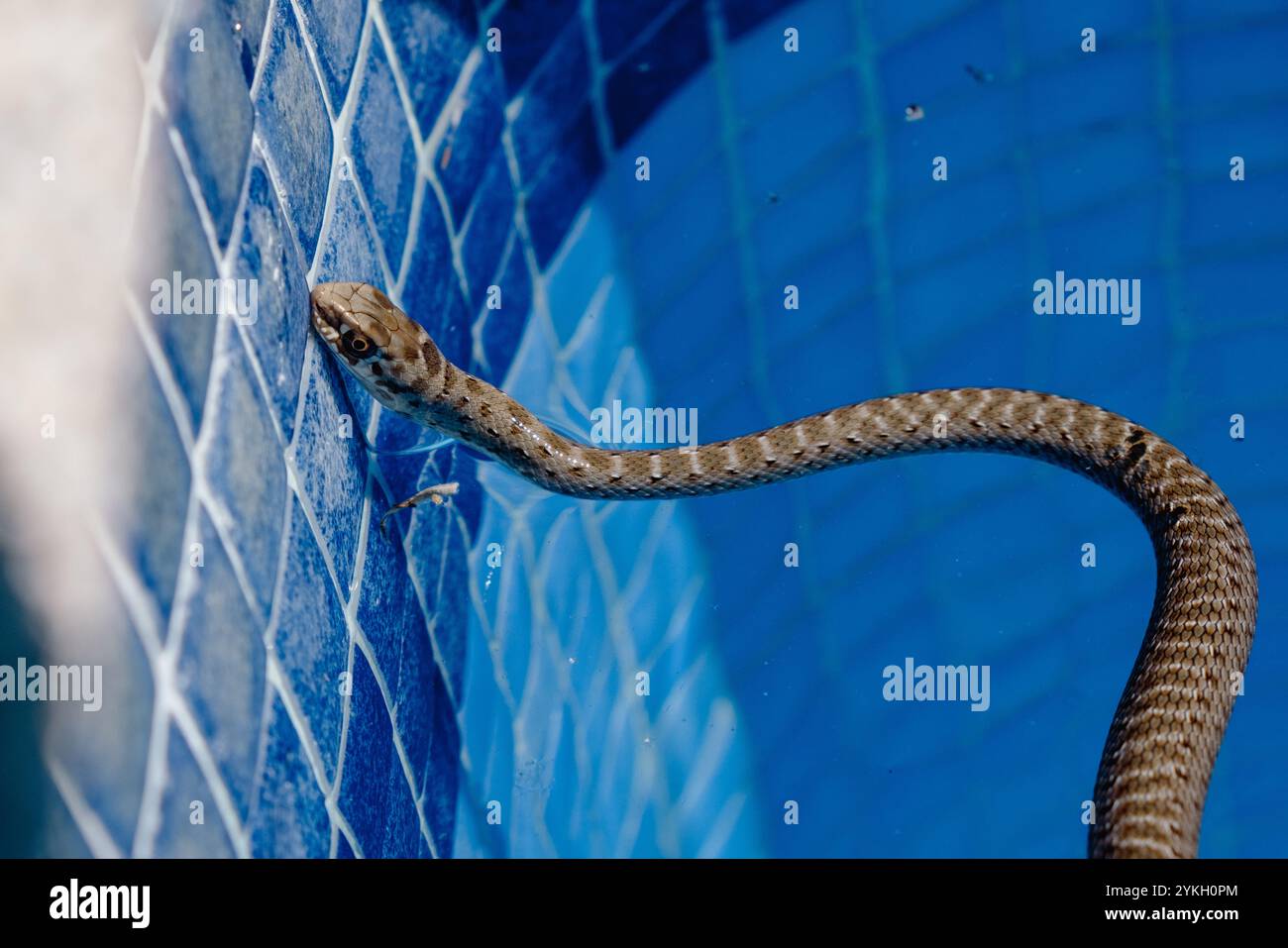 Close up of A small, non-venomous baby snake swims in a pool looking ...