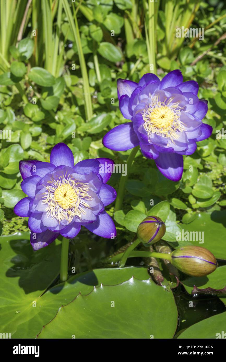 Blue-purple coloured tropical water lilies in a garden pond, Gigantea ...
