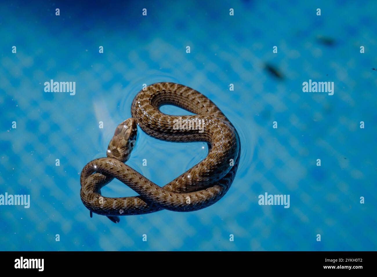 Snake swimming blue hi-res stock photography and images - Alamy