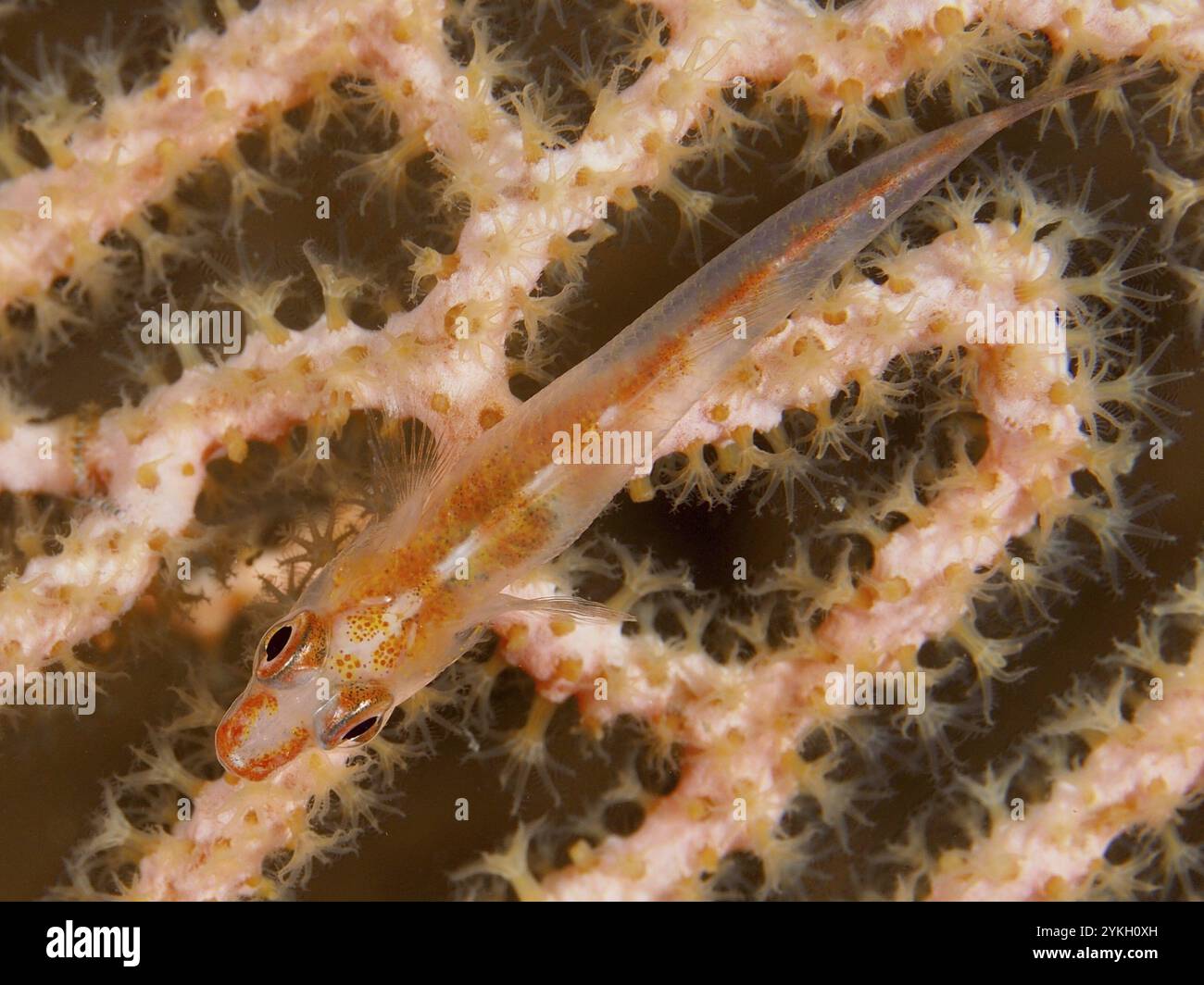 A delicate, almost invisible fish, Mozambique ghost goby (Pleurosicya ...