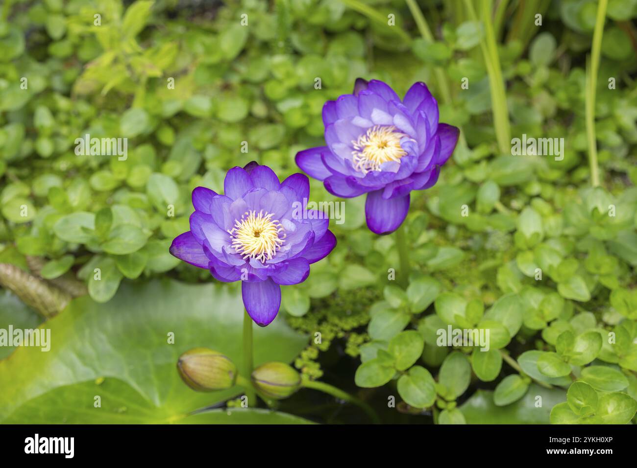 Blue-purple coloured tropical water lilies in a garden pond, Gigantea ...