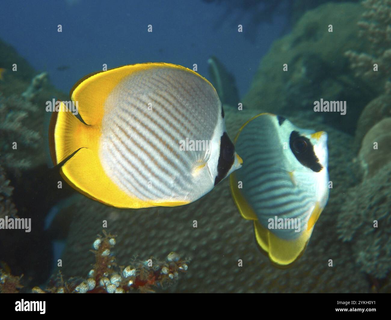 Two fish with yellow and white pattern, Panda butterflyfish (Chaetodon ...