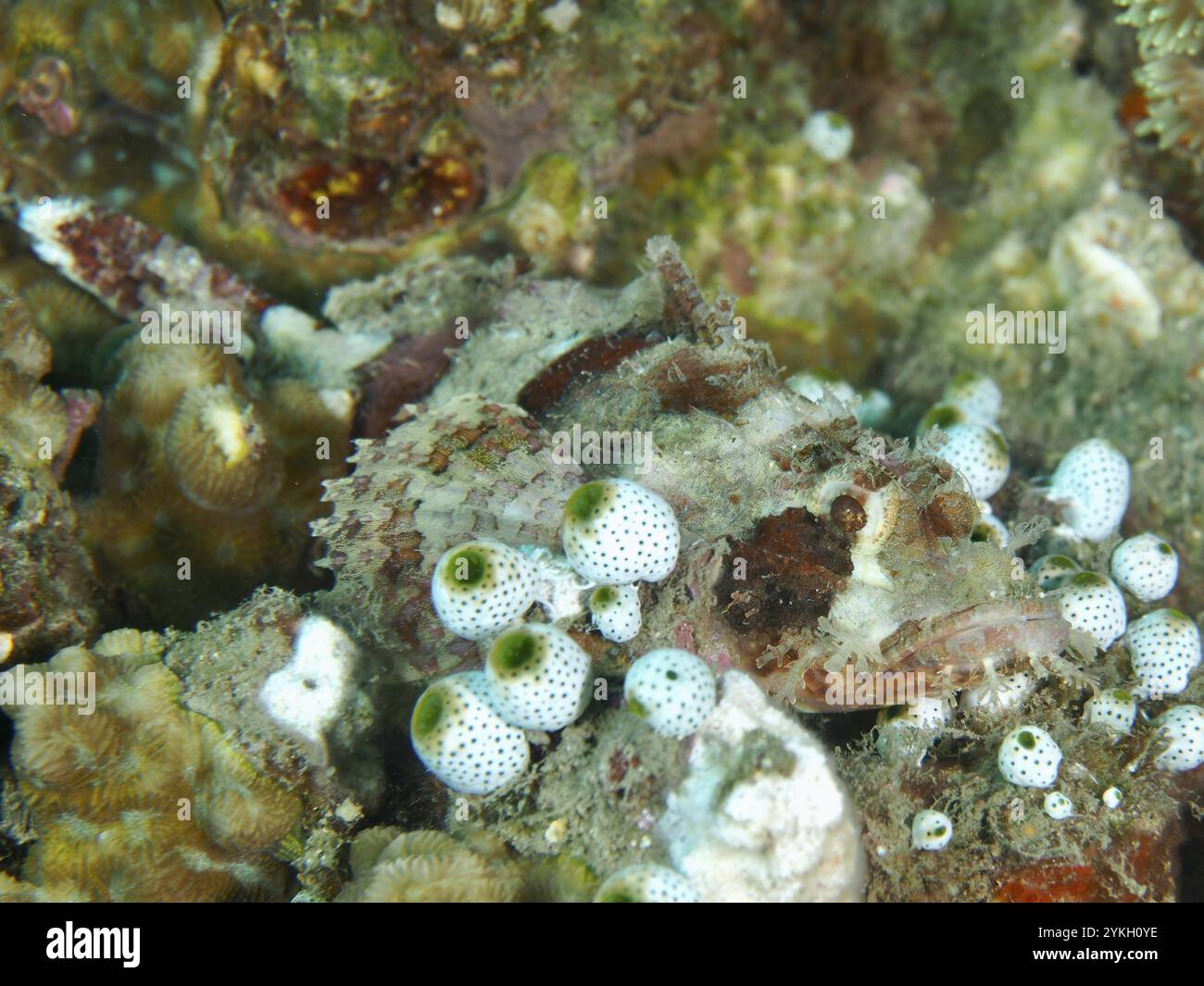 A camouflaged fish with white and colourful spots, Papuan scorpionfish (Scorpaenopsis papuensis ...