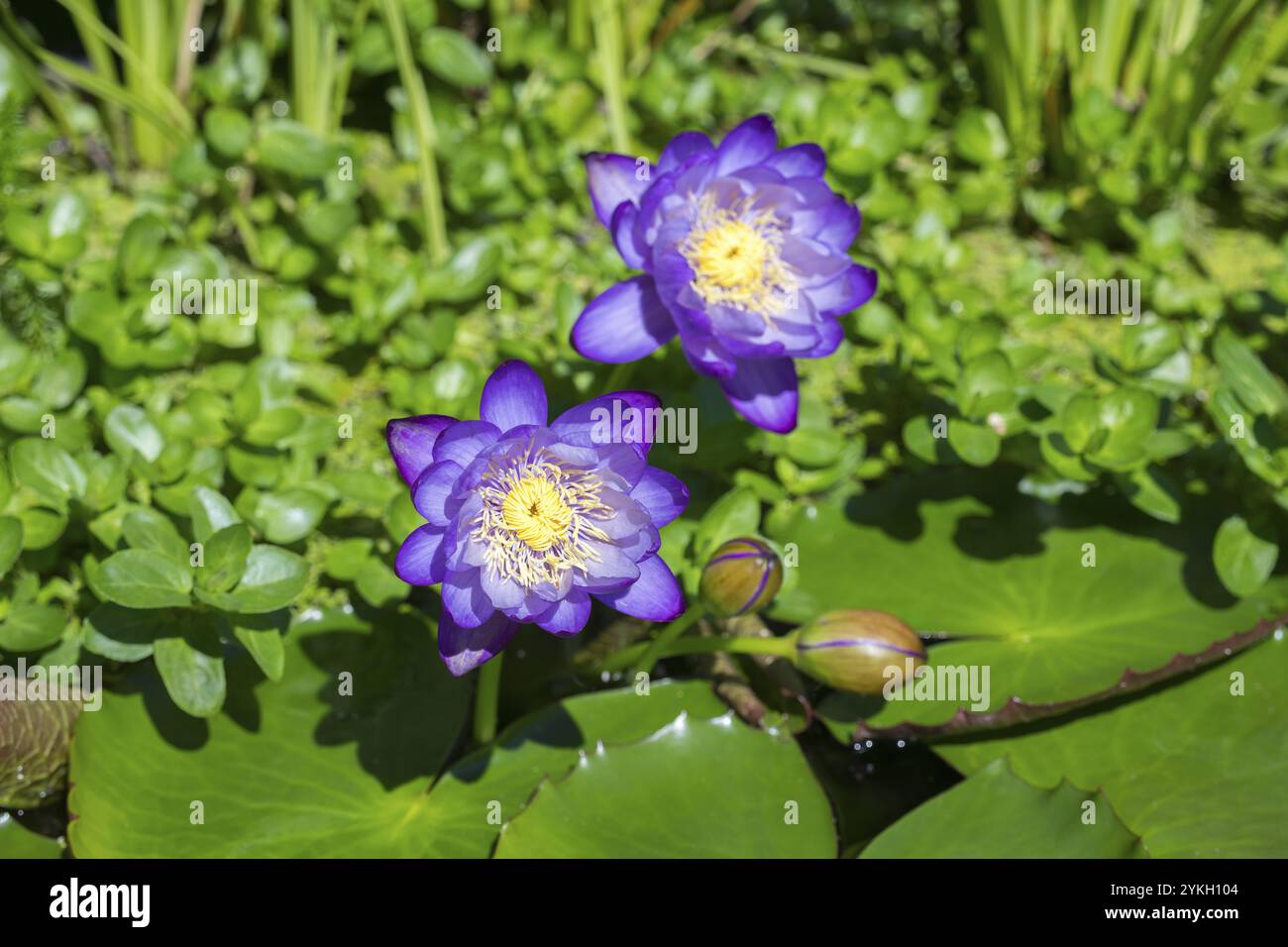 Blue-purple coloured tropical water lilies in a garden pond, Gigantea ...