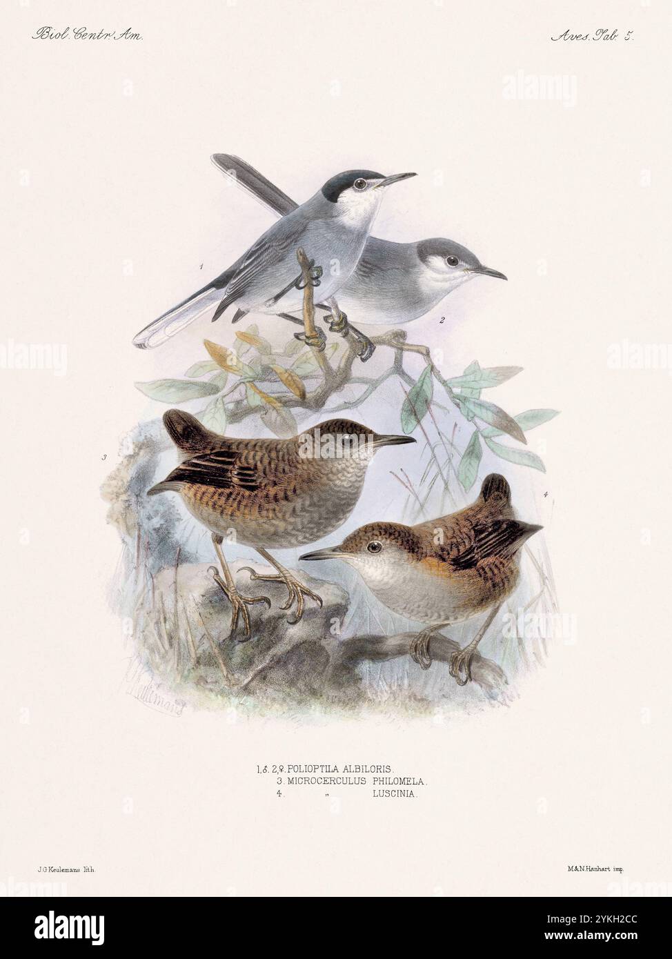 Vintage bird illustration. From an English ornithology book, circa 1879 ...