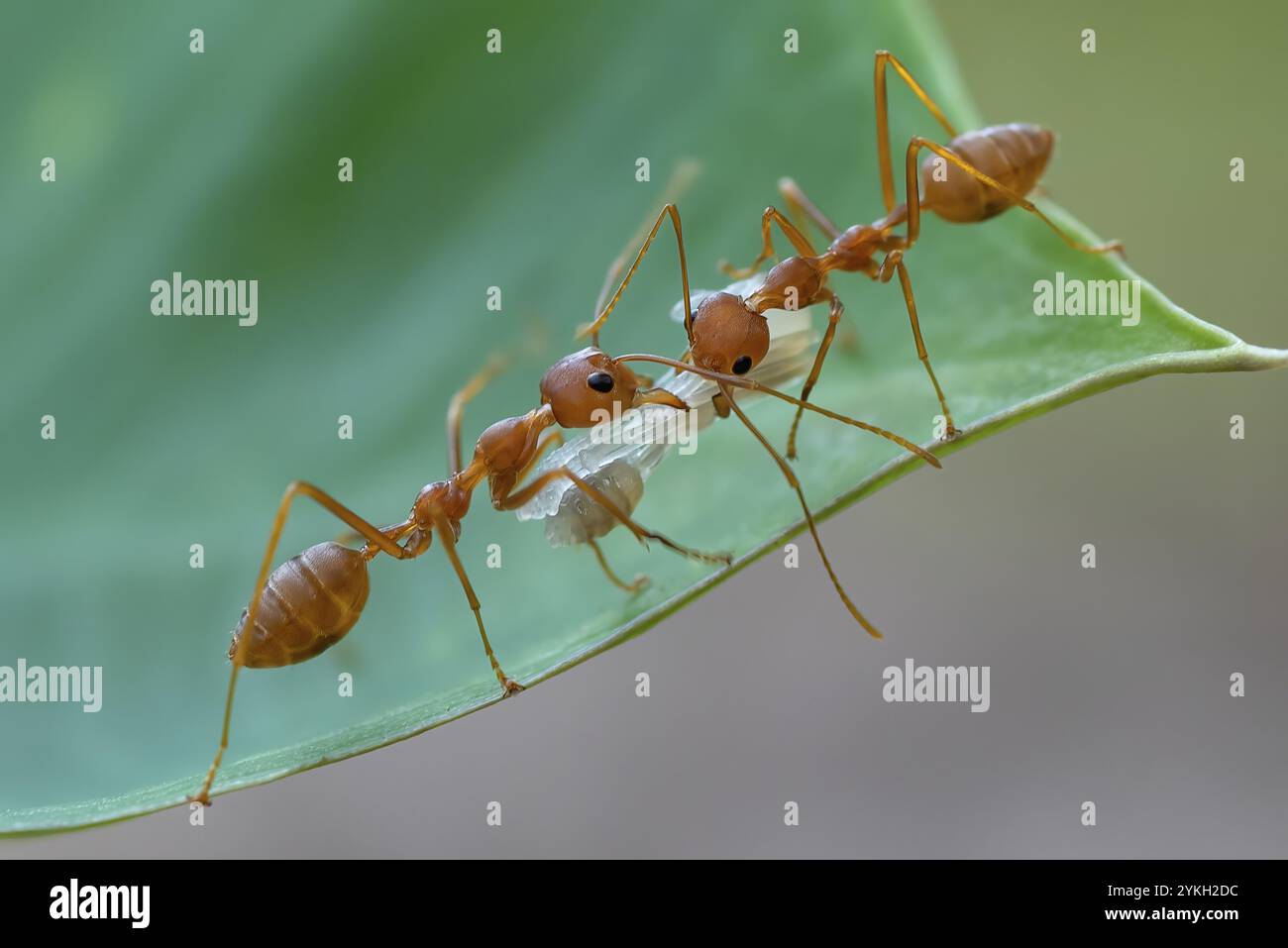 Ants bring their young to a new nest Stock Photo - Alamy