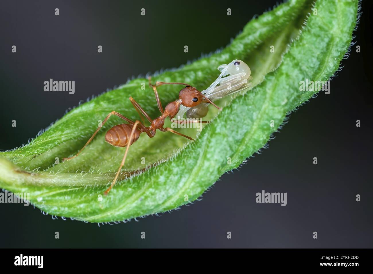 Ants carry their young to a new nest Stock Photo - Alamy