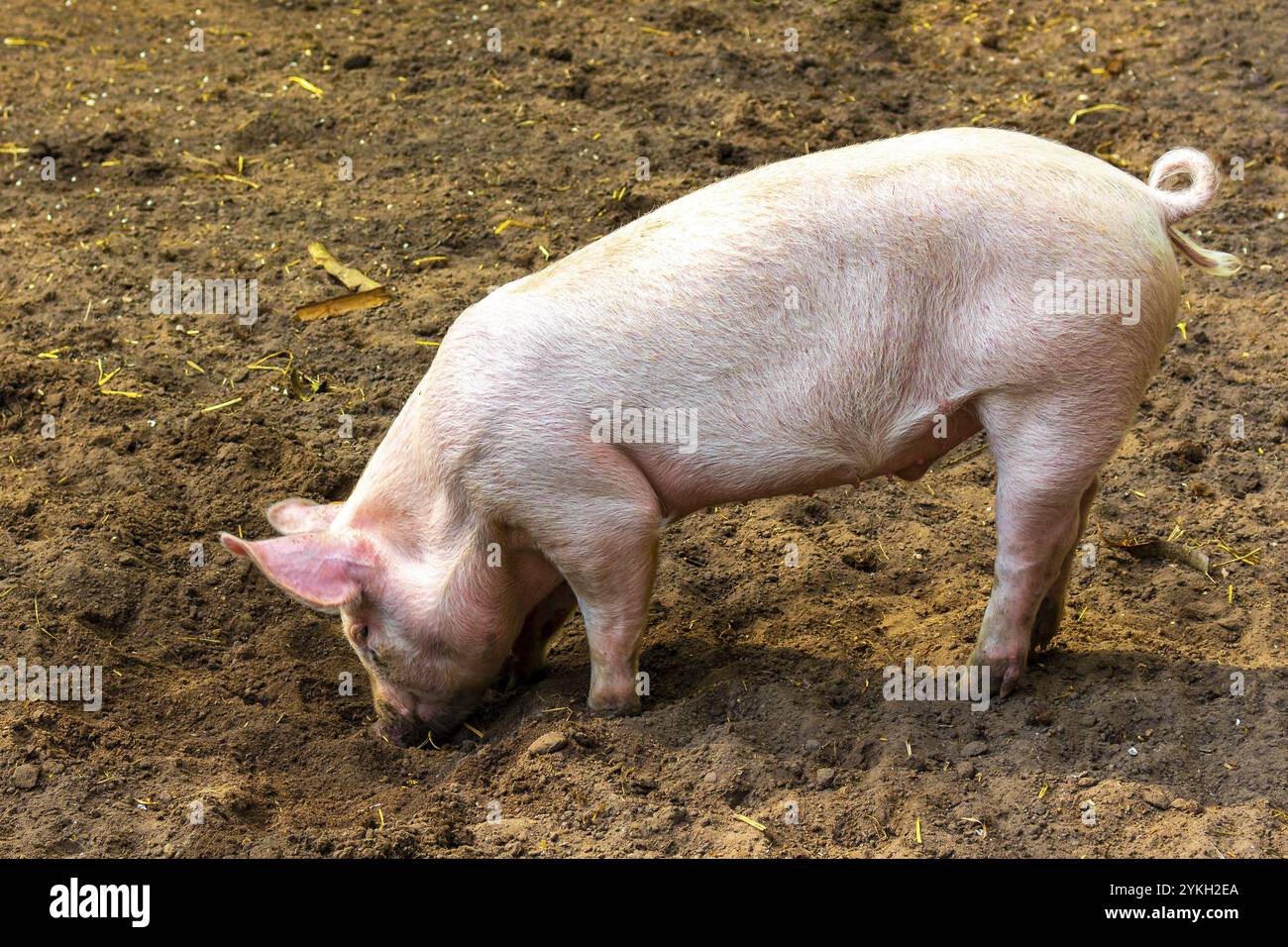 Domestic pigs in the enclosure zoo in Keukenhof park Lisse South ...