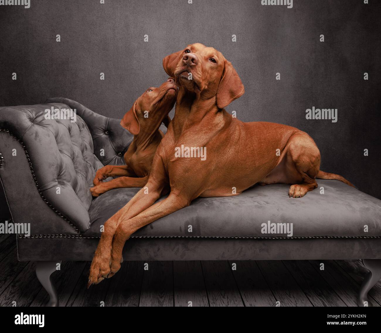 Russet gold Hungarian vizsla puppy dog on grey chaise lounge in studio ...