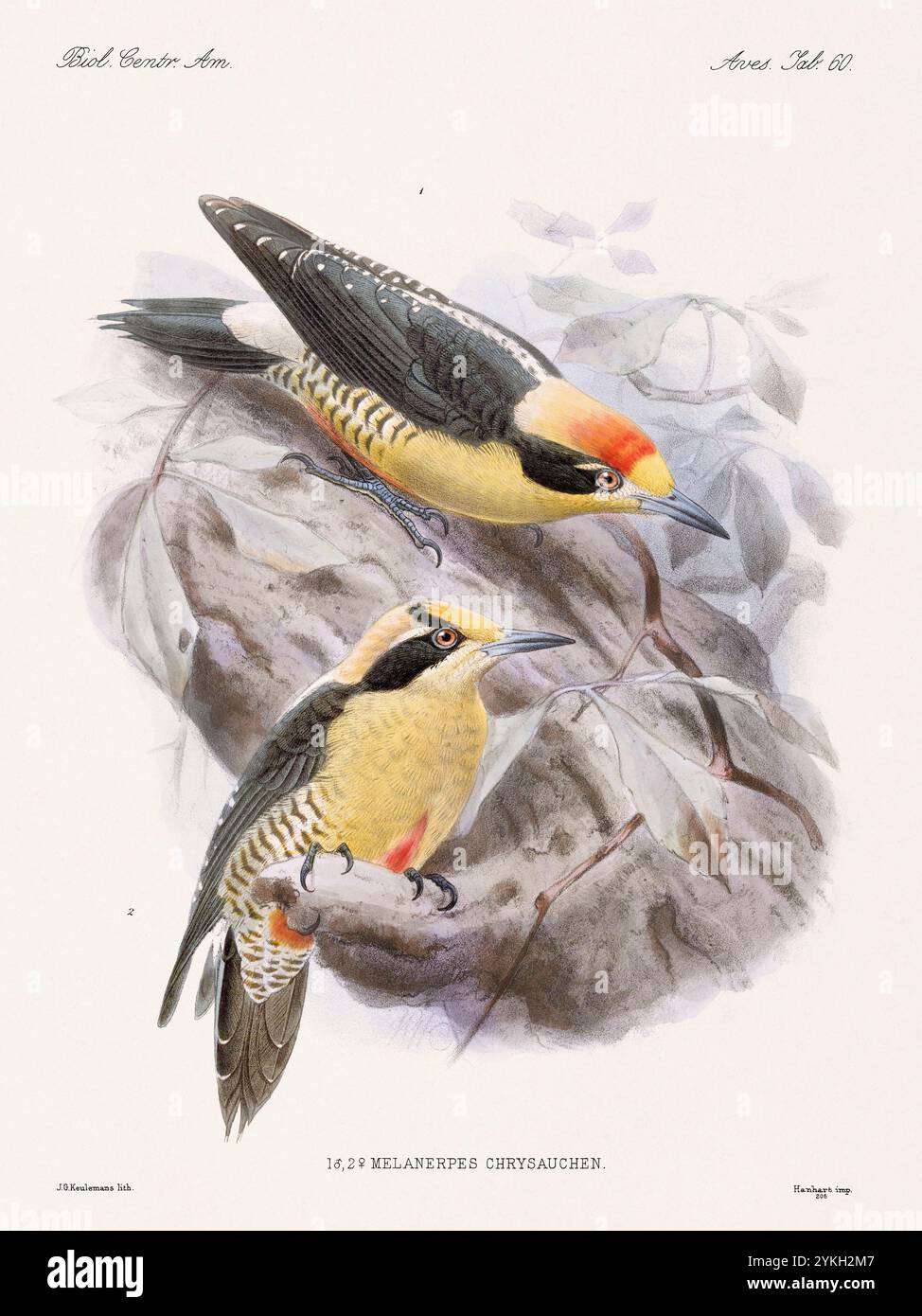 Vintage bird illustration. From an English ornithology book, circa 1879 ...