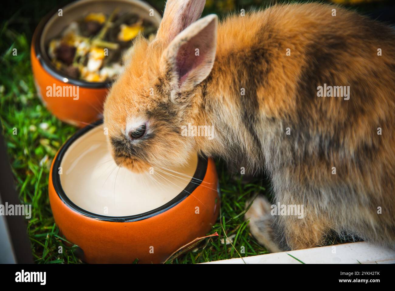 Rabbits drinking water hi-res stock photography and images - Alamy
