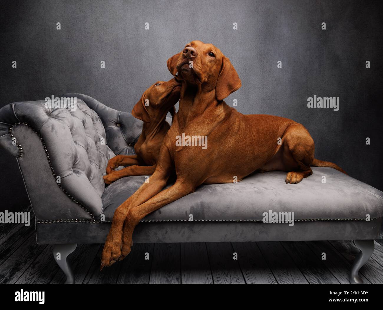 Russet gold Hungarian vizsla puppy dog on grey chaise lounge in studio ...