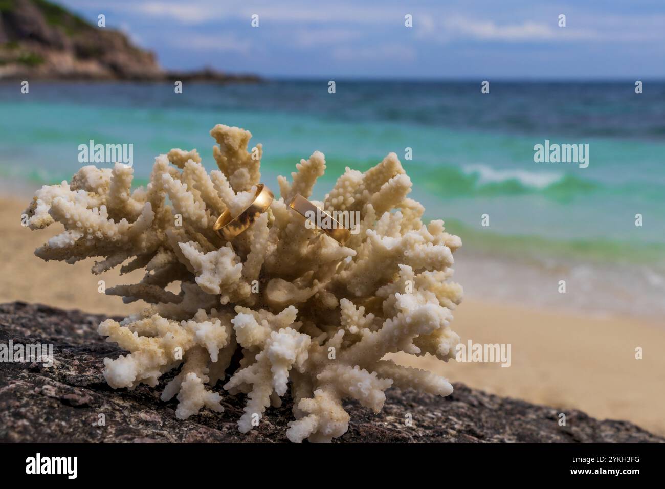 Wedding rings on coral on the beach. Honeymoon on Koh Nang Yuan ...