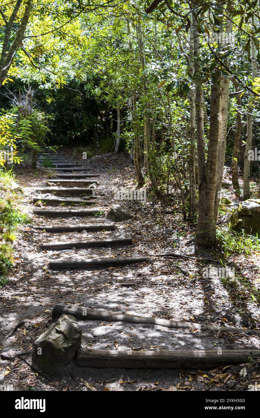 Trail Walking path in the forest of Kirstenbosch National Botanical ...