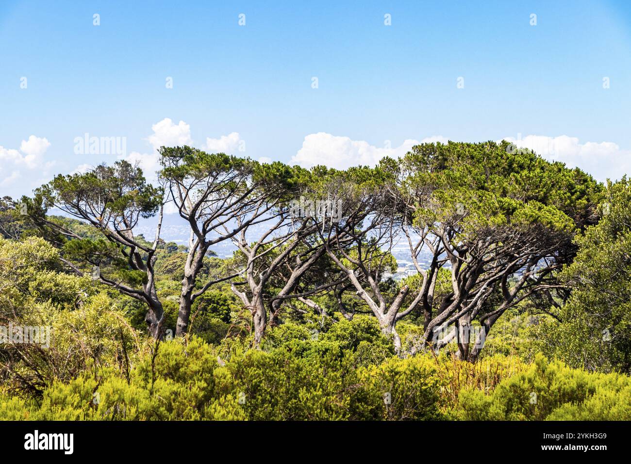 South african trees hi-res stock photography and images - Alamy